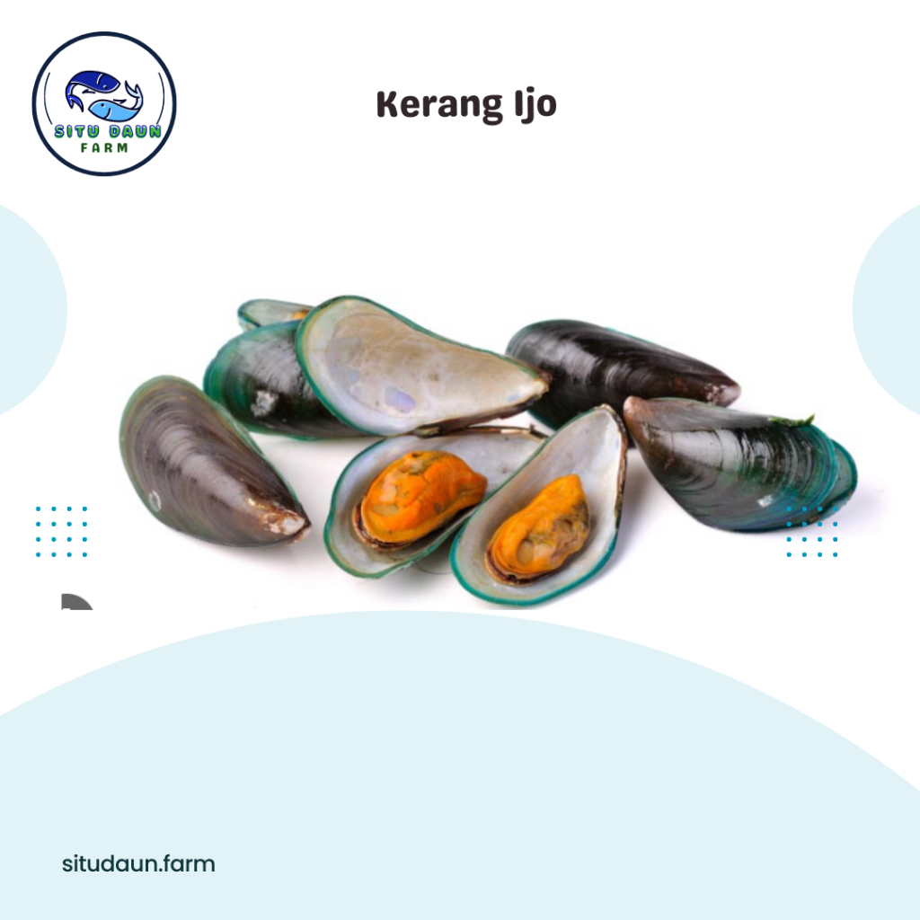 Jual Kerang Ijo murah 1 Kg | Shopee Indonesia