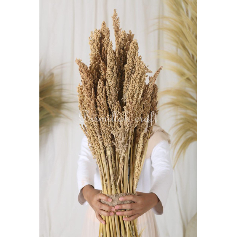 Jual Dekorasi Rustik Palem Palm Rayung Pampas Tanaman Daun Kering Sikas ...