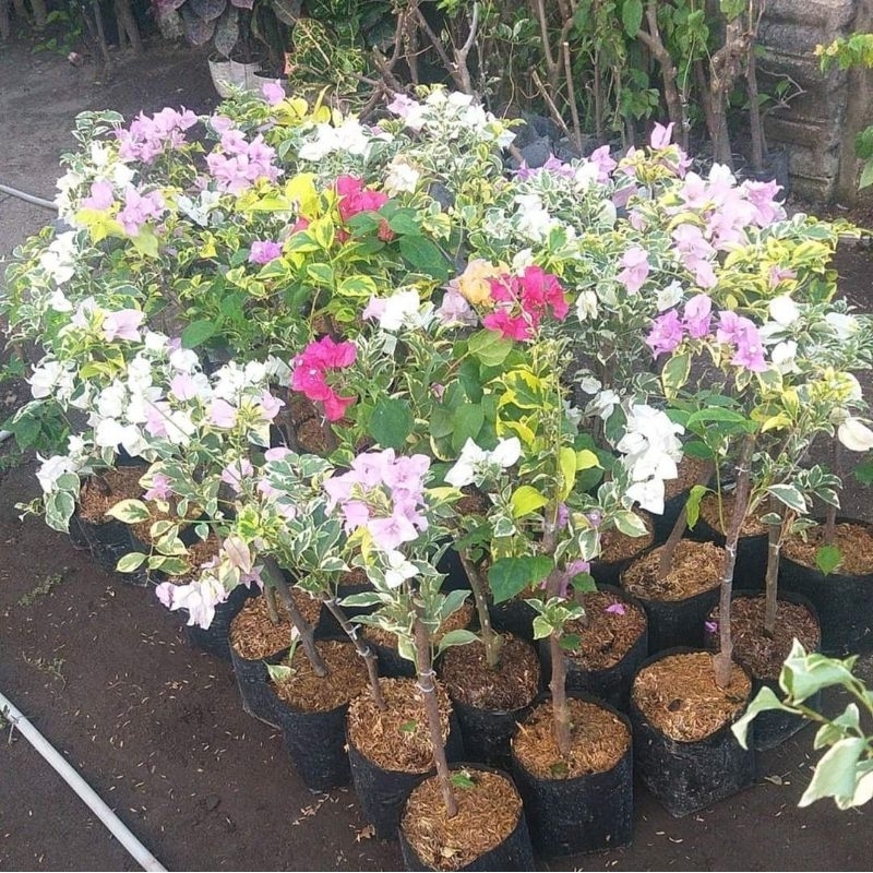 Jual tanaman hias bunga bougenville variegata pohon bunga kertas ...