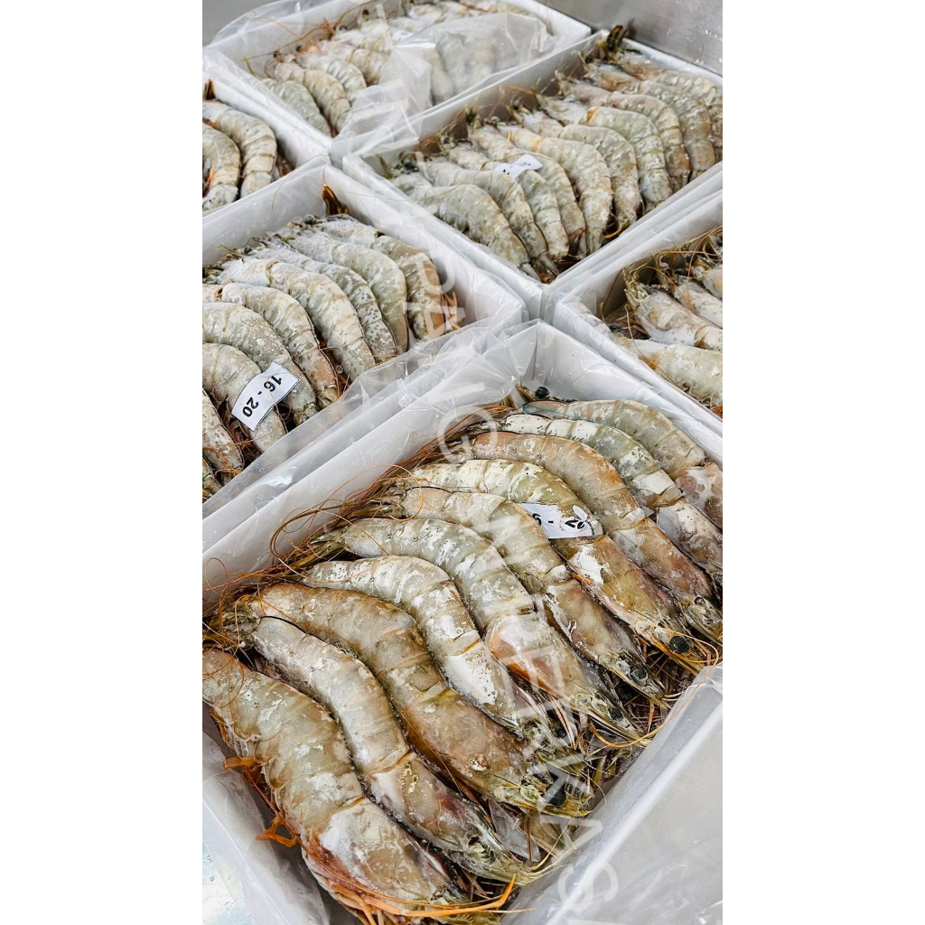 Jual Wild Catch Jumbo Prawn | Shopee Indonesia