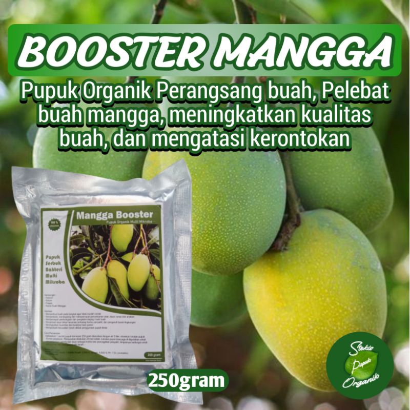 Jual Pupuk Perangsang Pelebat Buah Mangga, Booster Organik Tanaman Buah Mangga, dan Memperbesar ...