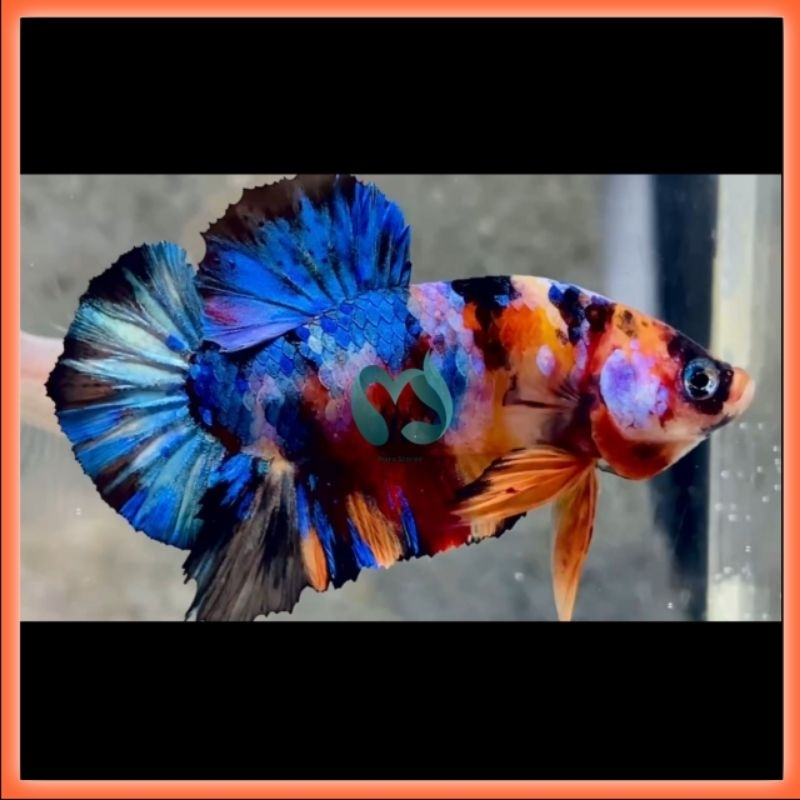 Jual Cupang Plakat NEMOXY MULTICOLOR | BONUS PAKAN Min. BELI 3 EKOR ...