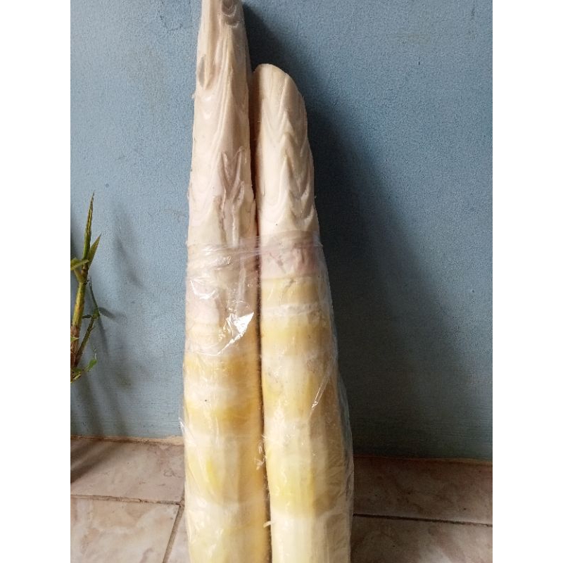 Jual Rebung bambu sayur 1kg | Shopee Indonesia