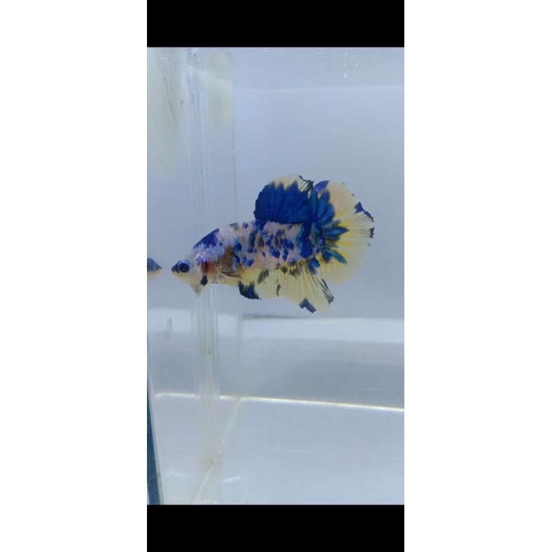 Jual stiker ikan cupang | Shopee Indonesia
