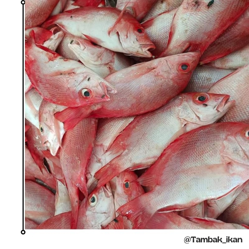 Jual Ikan Kakap Merah Super Segar 1KG | Shopee Indonesia