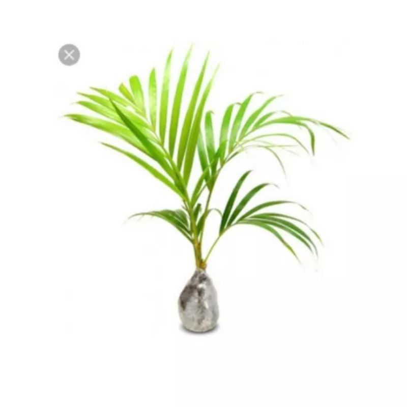 Jual Tanaman hias palem kuning / tanaman palem kuning / palem kuning ...