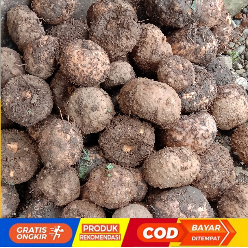 Jual umbi porang produksi | Shopee Indonesia Jual umbi porang produksi | Shopee Indonesia