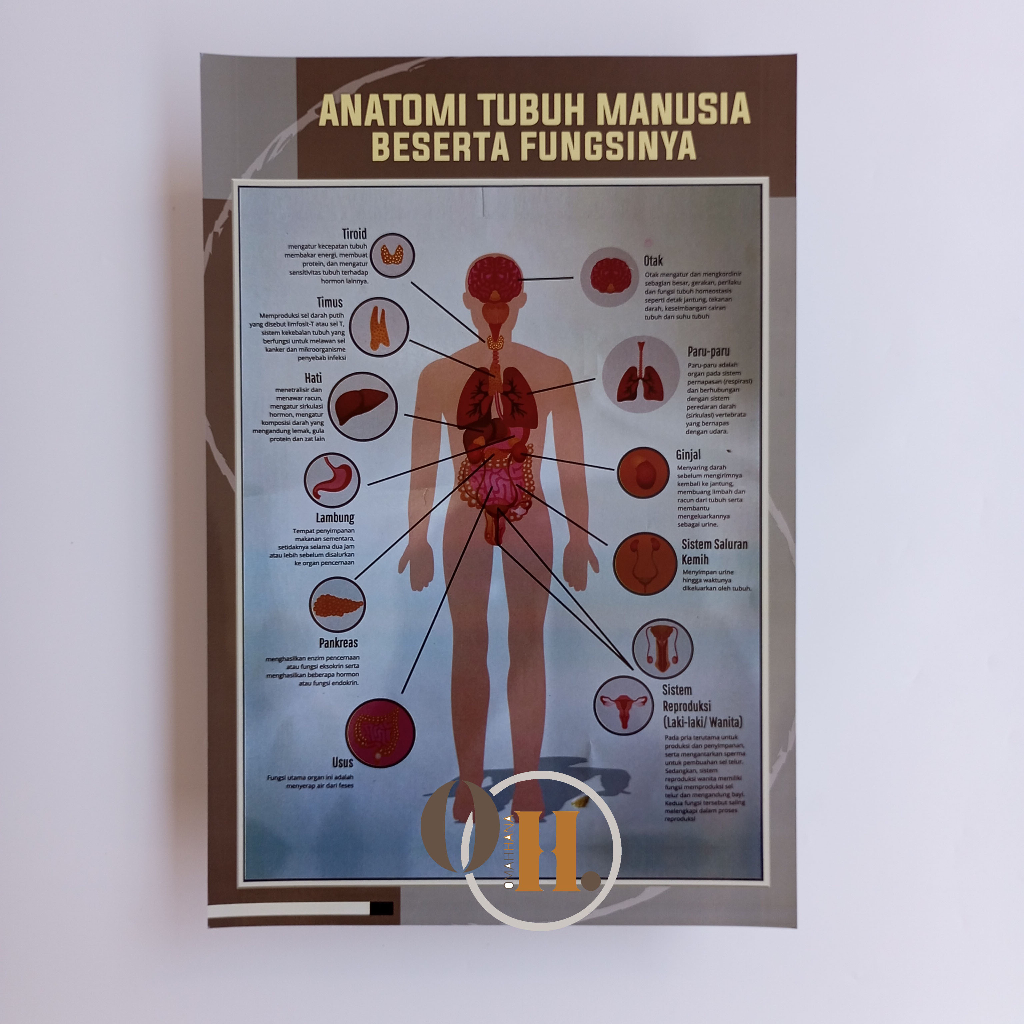 Jual Poster Anatomi Tubuh Manusia - Poster Fungsi Tubuh Manusia - Poster Sekolah - Poster ...