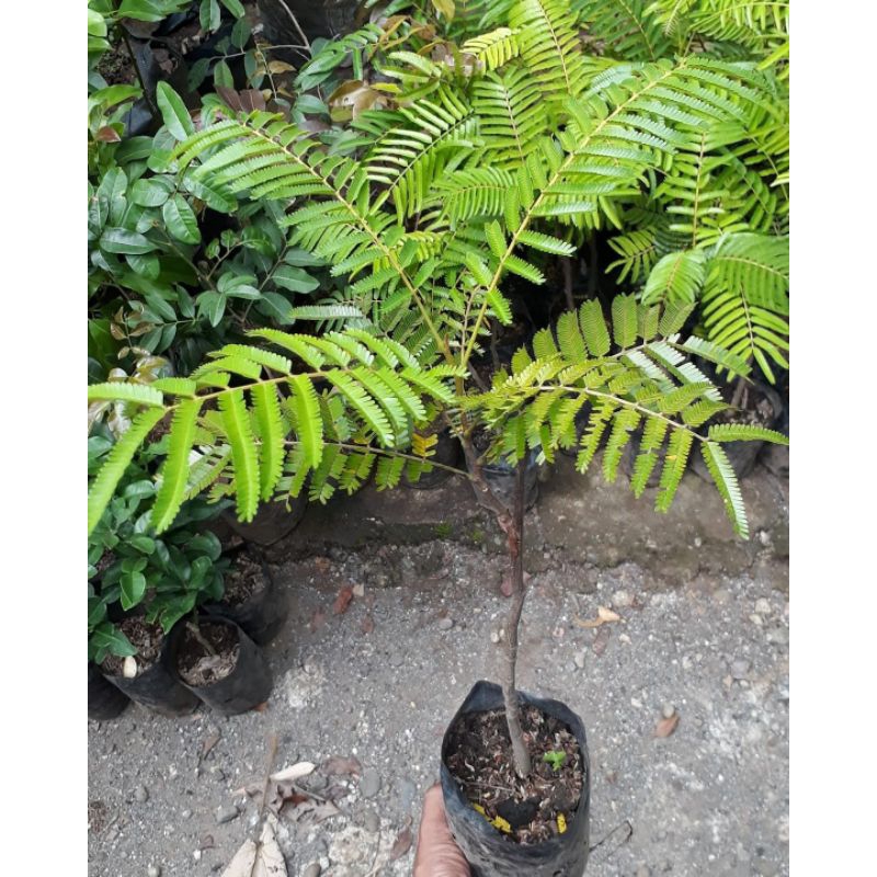 Jual bibit unggul bibit pete/petai | Shopee Indonesia
