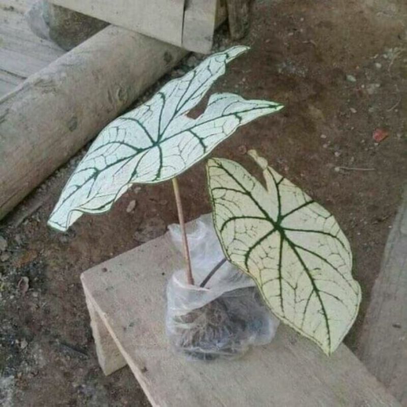 Jual TANAMAN HIAS CANTIK TALAS KELADI PUTIH PECKING MEDIA TANAH ...