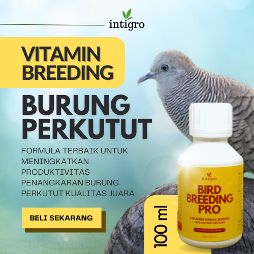 Jual Vitamin Breeding Burung Perkutut Obat Ternak Perkutut Bangkok ...