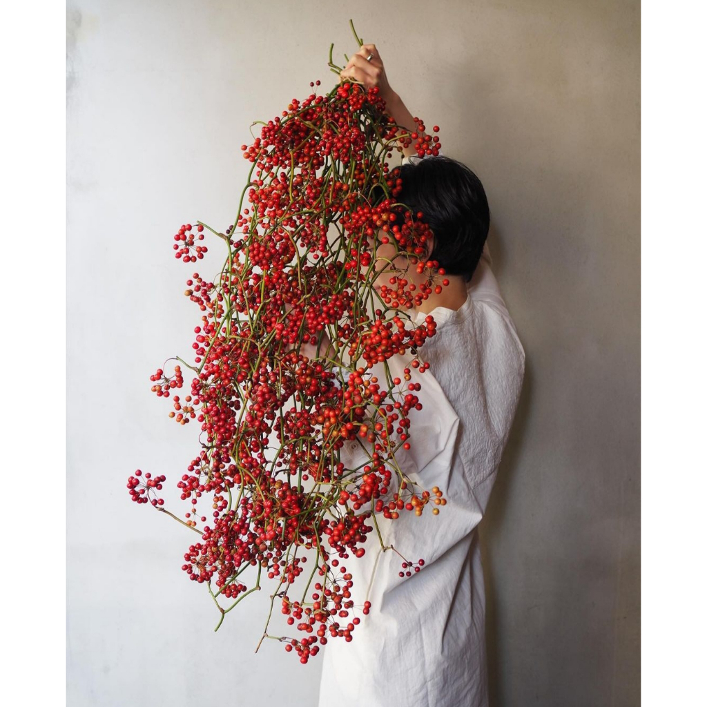 Jual 10 Benih Biji Bunga Micro Redish Berry String Import | Shopee ...