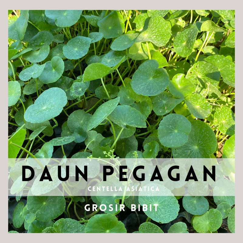 Jual Tanaman herbal Pegagan/centela asiatica 3 batang bisa mix varian ...