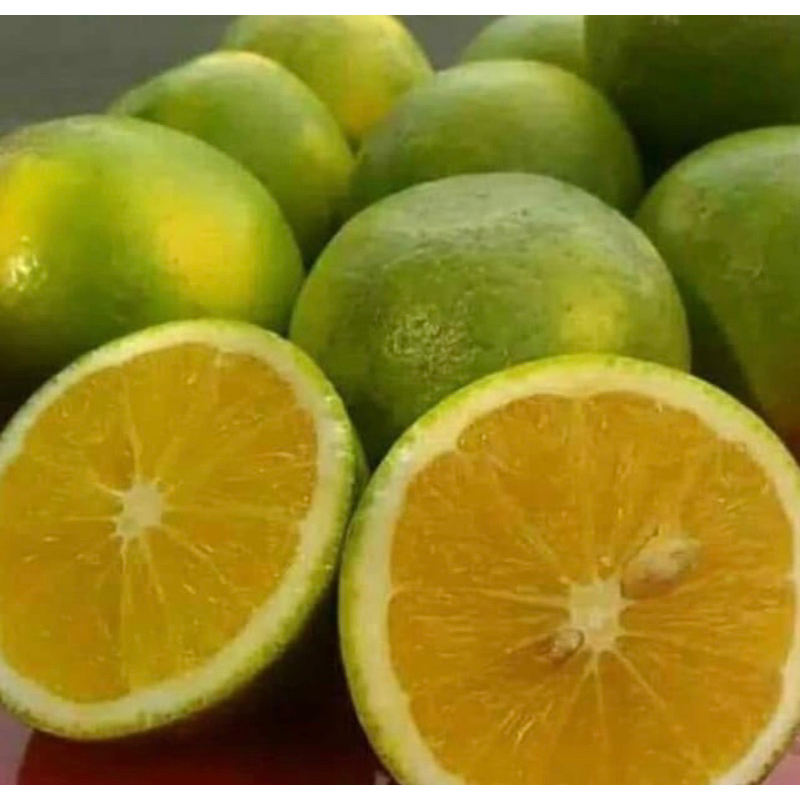 Jual jeruk baby jaffa/java (3kg) | Shopee Indonesia