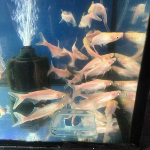 Jual Bibit Patin Hitam / Bibit Patin Albino / ikan hias air tawar utk ...