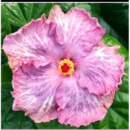 Jual PROMO!!TANAMAN HIAS HIBISCUS VARIEGATA PINK GRADASI BUNGA SEPATU ...