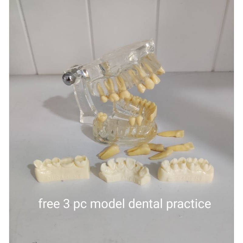 Jual Duradent model gigi Dental Study Model Phantom Gigi bisa di lepas ...