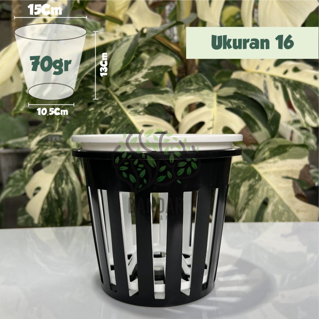 Jual Pot Anggrek Dendrobium Berbagai Macam Ukuran Pot Hidroponik Pot ...