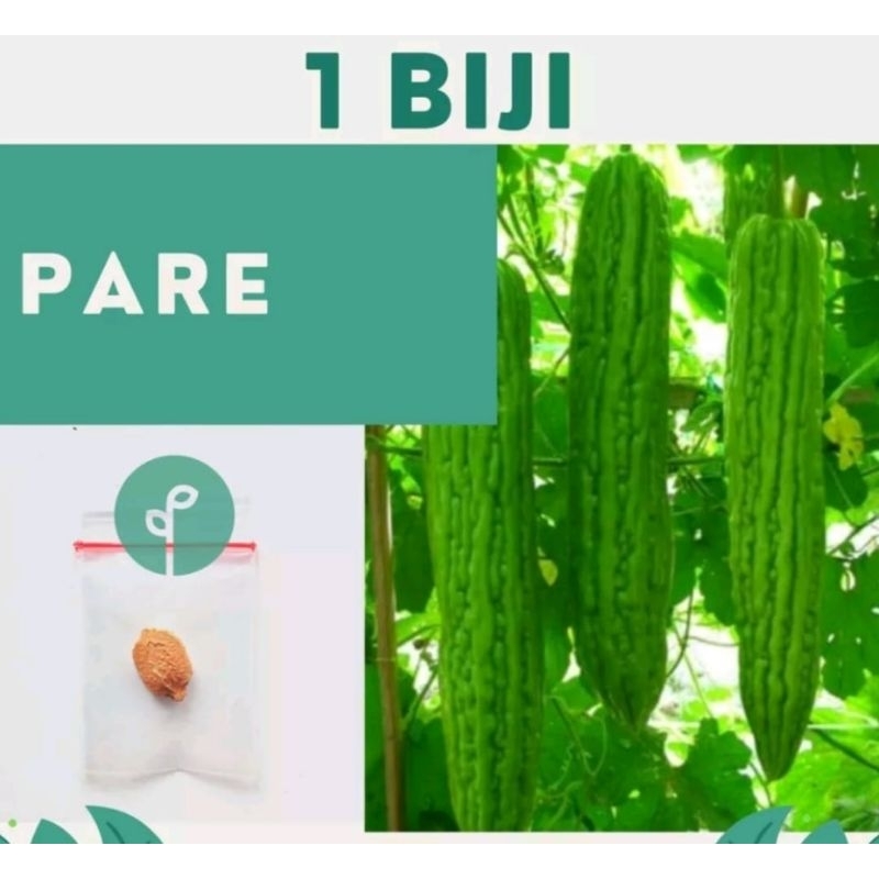Jual 1 Benih Bibit Pare TLM | Shopee Indonesia