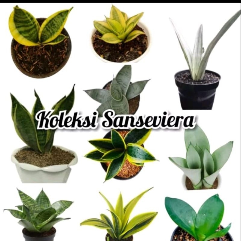 Jual Koleksi tanaman hias sansivera sansiveria lidah mertua | Shopee ...