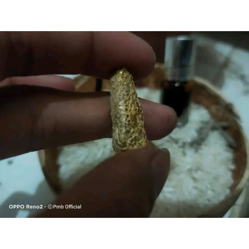 Jual wesi kuning kepompong emas asli alam | Shopee Indonesia