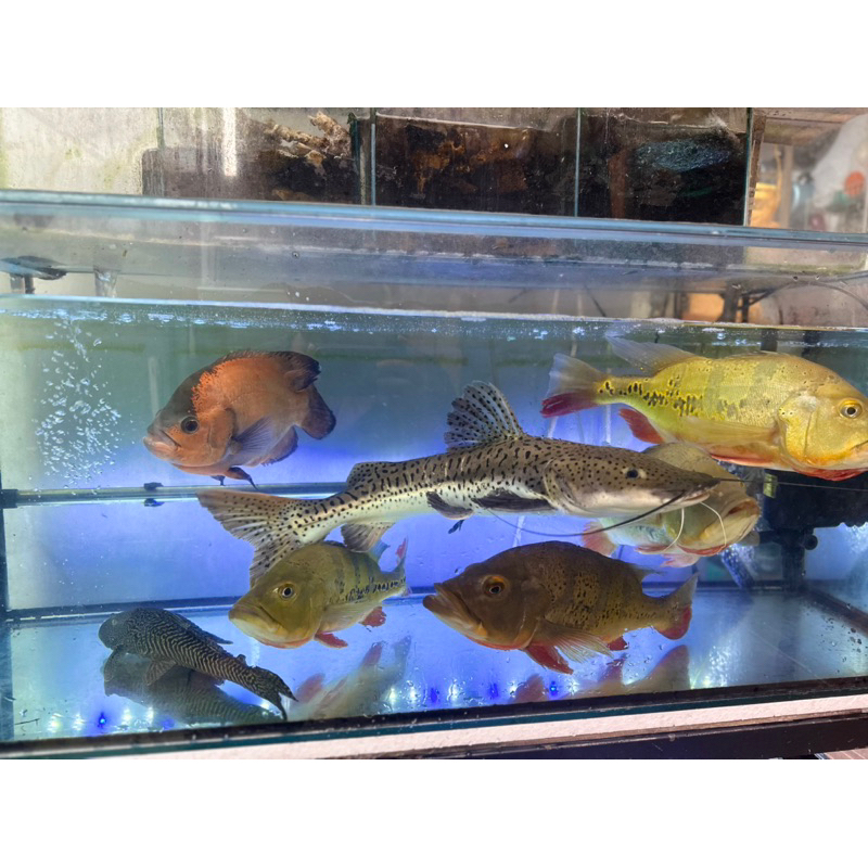 Jual Ikan Predator Leopard Red Tail Catfish JUMBO Lele Amazon - Nego ...