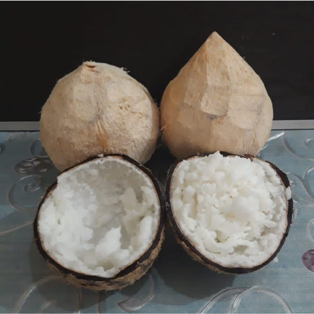 Jual kelapa Kopyor size 47-48 CM | Shopee Indonesia