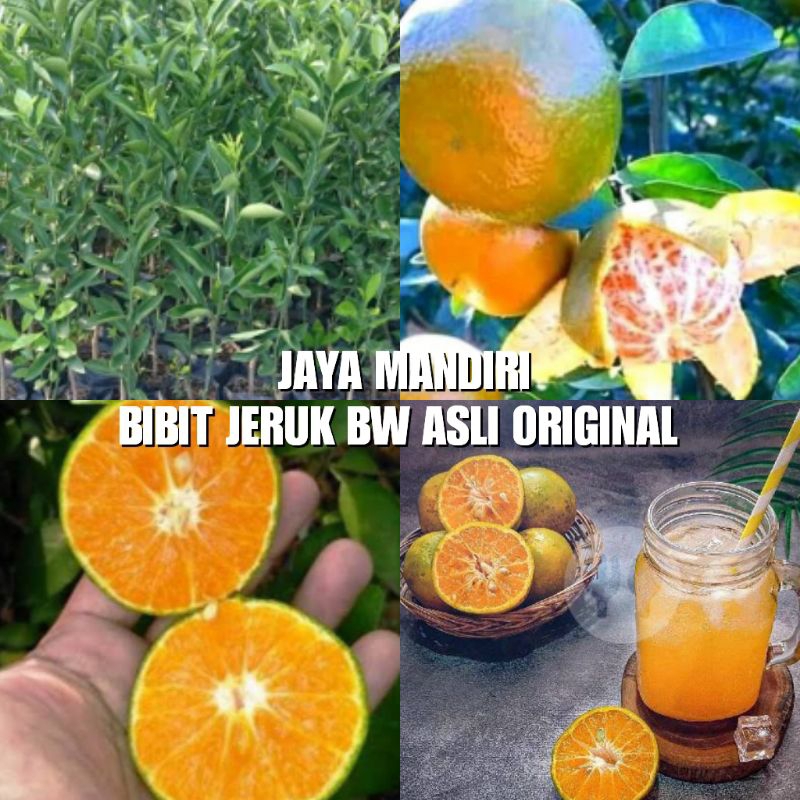 Jual BIBIT JERUK BW ASLI (SIAP TANAM) | Shopee Indonesia