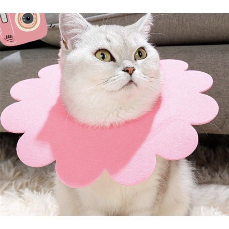 Jual COLLAR SPONS EVA KUCING NON KANCING | Shopee Indonesia