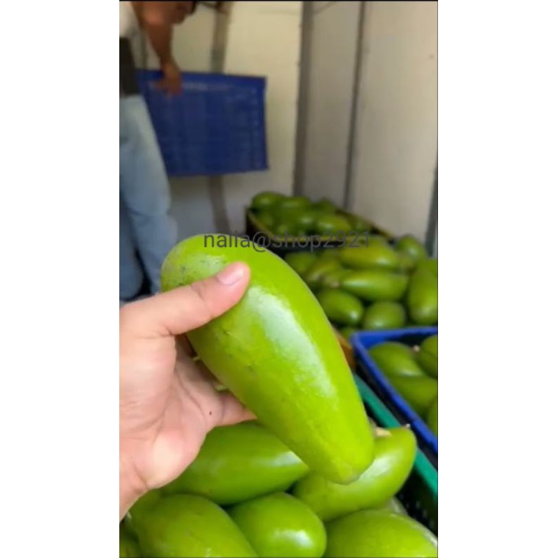 Jual Buah alpukat siger 1/sibatu super jumbo glowing mulus sagat valid ...