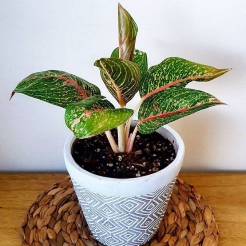 Jual PROMO! Tanaman Hias Aglonema Donakarmen / Bunga Hias Aglaonema ...