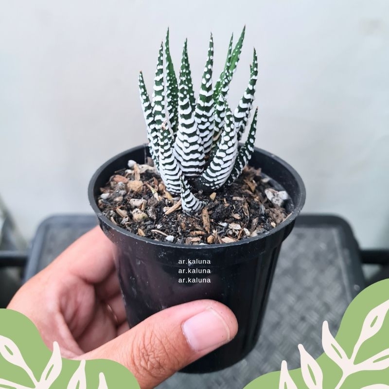 Jual Haworthia Attenuata ' Zebra ' sukulen kaktus tanaman hidup ...
