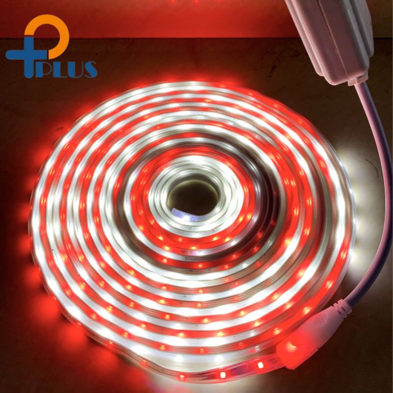 Jual [ Pplus ] Lampu LED strip Merah Putih 10m / Led strip Merah putih ...