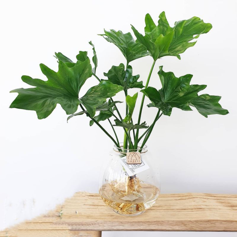 Jual Tanaman Hias Philo Jari Bisa Hidup Di Air / Bunga Hias Air Selloum ...