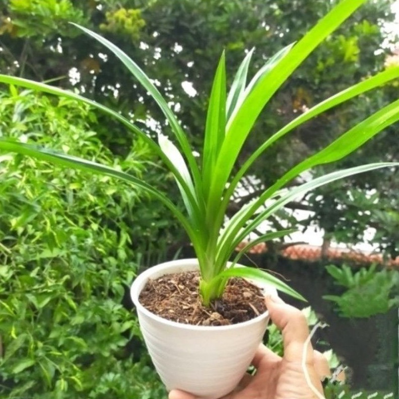 Jual Tanaman Pandan Wangi Rimbun / Pohon Pandan Siap Tanam / Tanaman ...