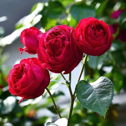 Jual Tanaman Bunga Mawar Import RED EDEN | Shopee Indonesia