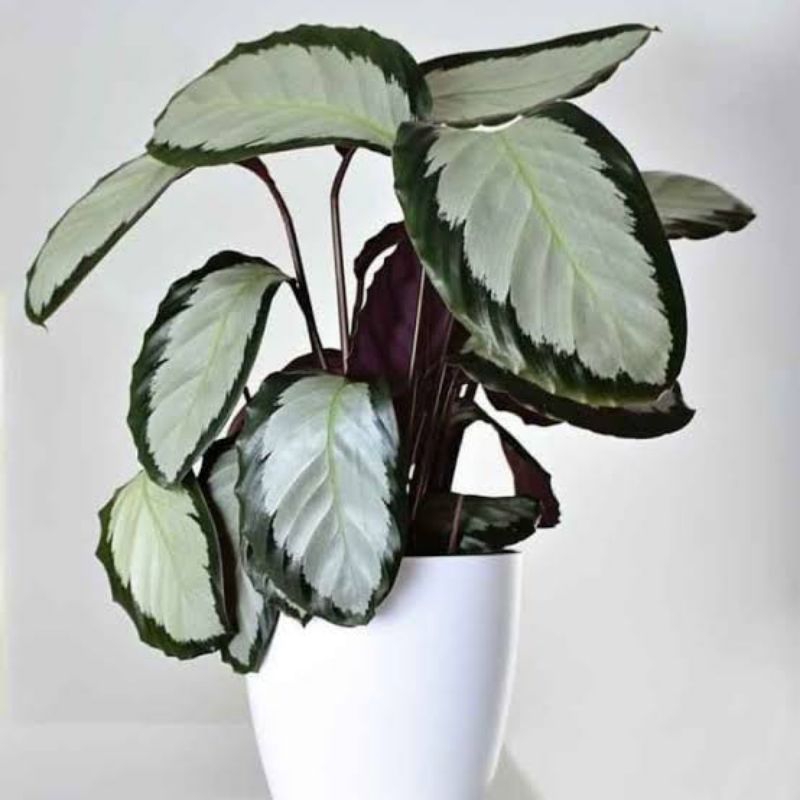 Jual ( BISA COD ) Tanaman Hias Calathea Darkstar Argentea / Bunga Hias ...