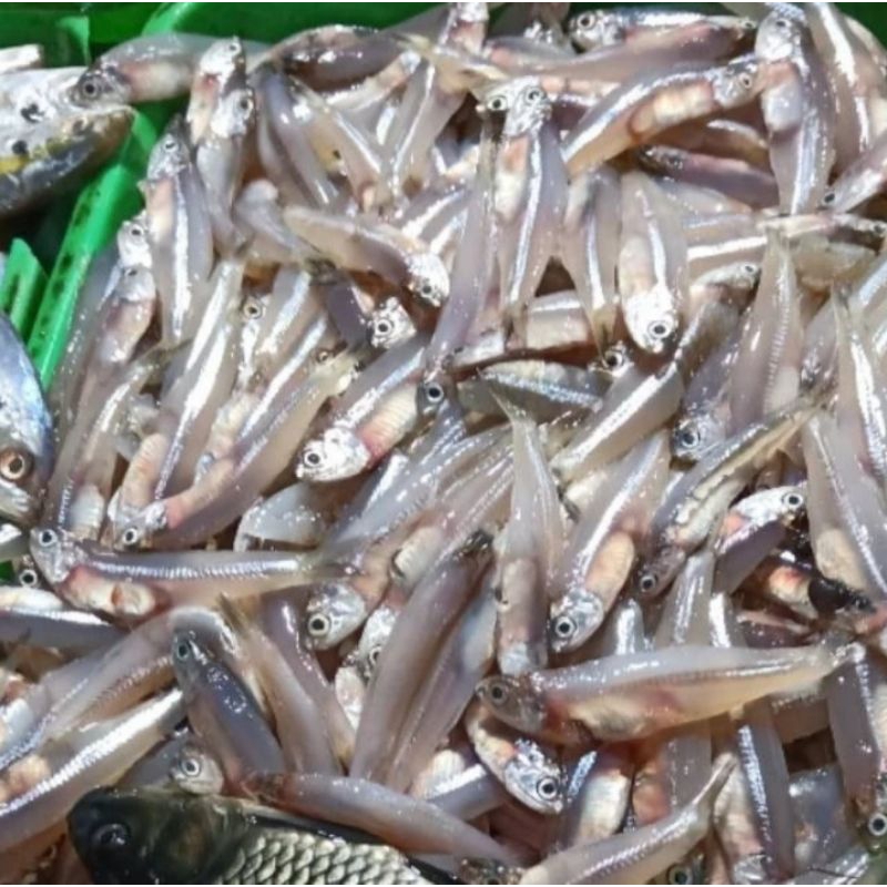 Jual Ikan teri basah segar | Shopee Indonesia
