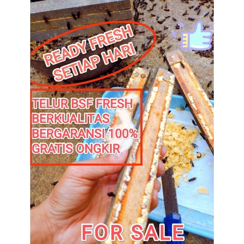 Jual TELUR LALAT BSF PAKET 50 GRAM | Shopee Indonesia
