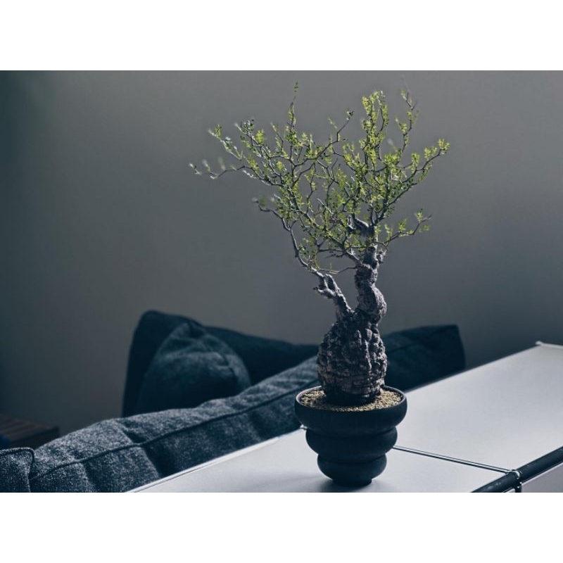 Jual tanaman hias unik operculicarya pachypus caudex madagascar -+15m ...