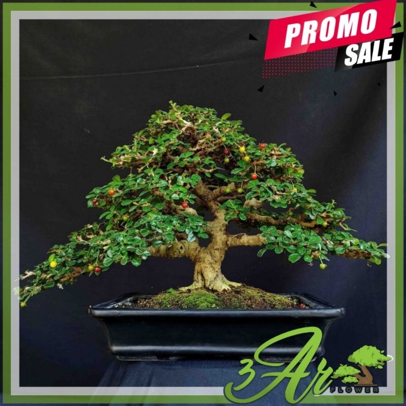 Jual BIBIT BONSAI HOKIANTEA | Shopee Indonesia Jual BIBIT BONSAI HOKIANTEA | Shopee Indonesia