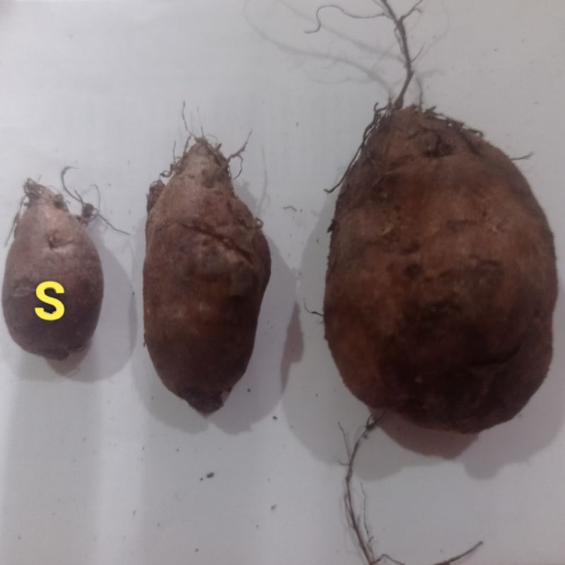 Jual Kentang ireng Kentang hitam Kentang kleci Kentang bulu 1 kg ...