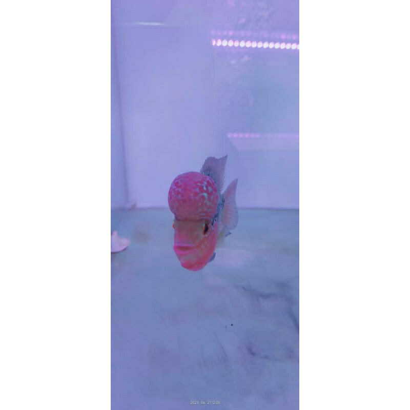 Jual ikan lohan SRD ukuran 10 cm | Shopee Indonesia