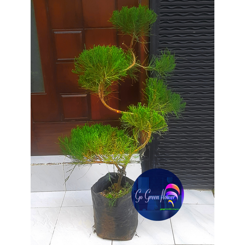 Jual CEMARA UDANG 1,5 METER batang berbentuk spiral Casuarina ...