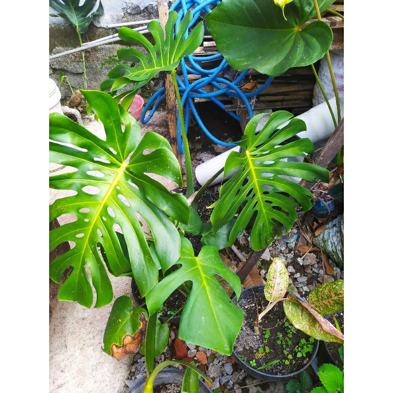 Jual monstera king size medium | Shopee Indonesia