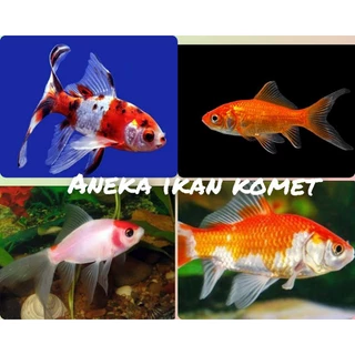 Jual Ikan Slayer Terlengkap & Harga Terbaru Mei 2024 | Shopee Indonesia