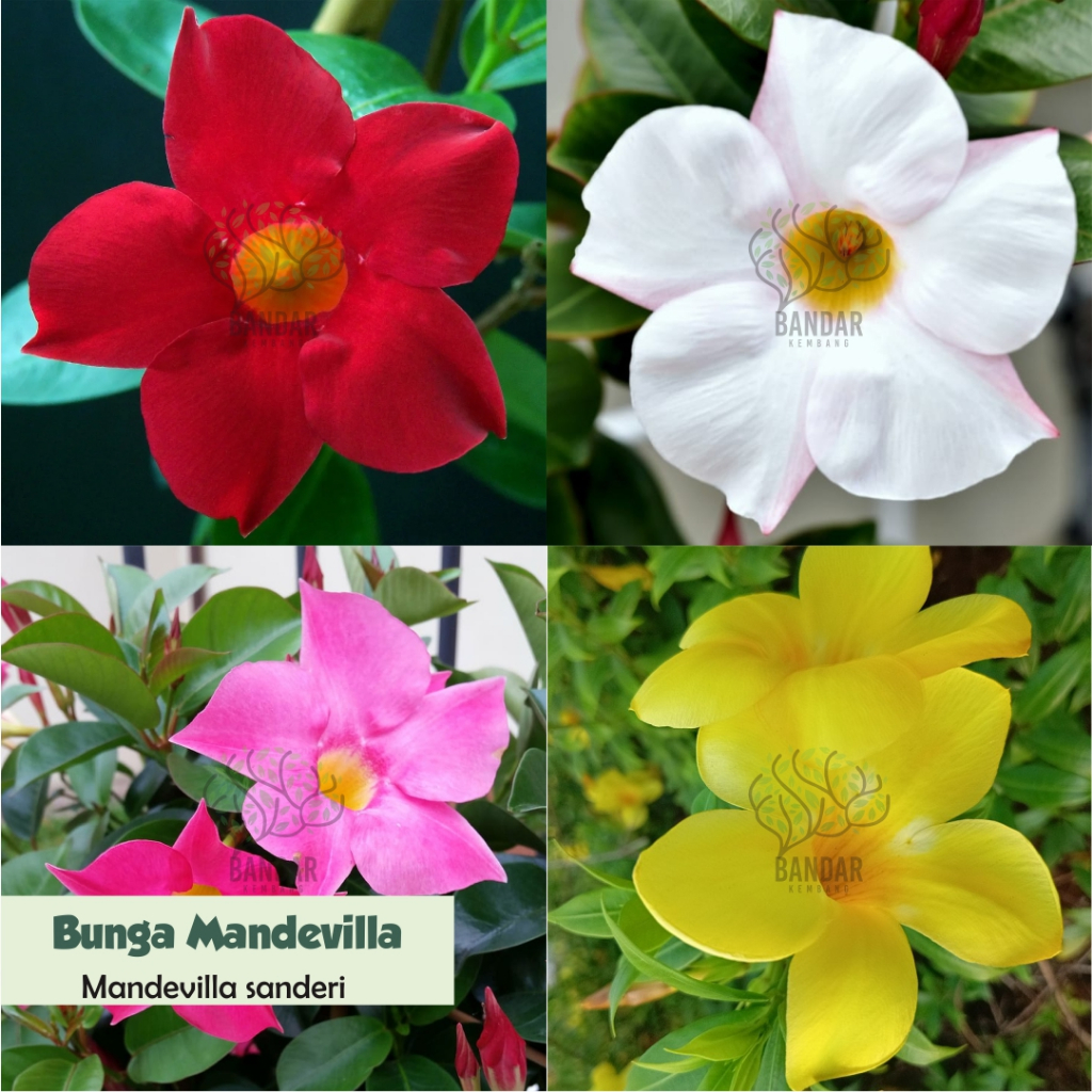 Jual Tanaman Rambat Mandevilla / Dipladenia Sudah Berbunga Cocok Untuk ...