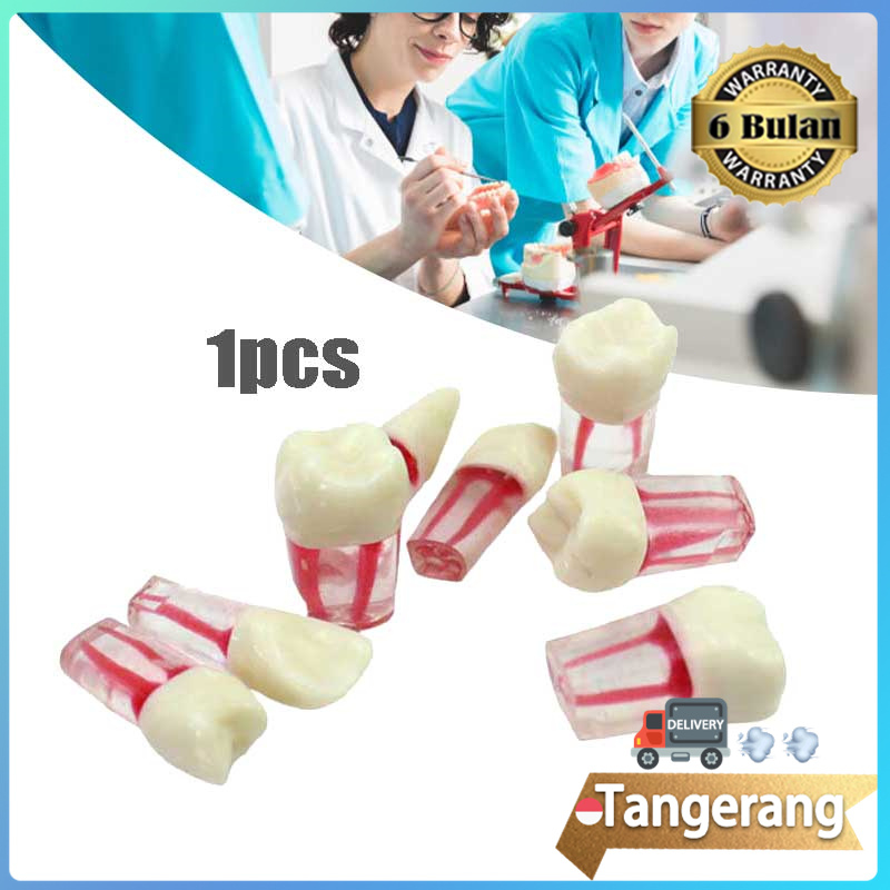 Jual Model Gigi Endo Endodontik / Gigi Endodontik Dengan Saluran Akar ...