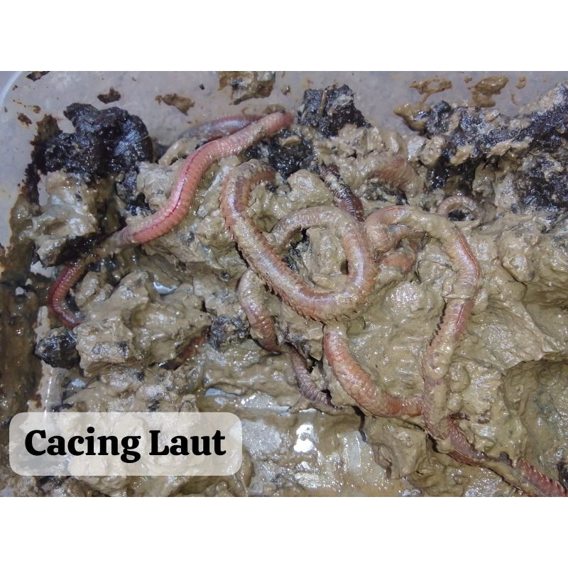 Jual CACING LAUT | Shopee Indonesia