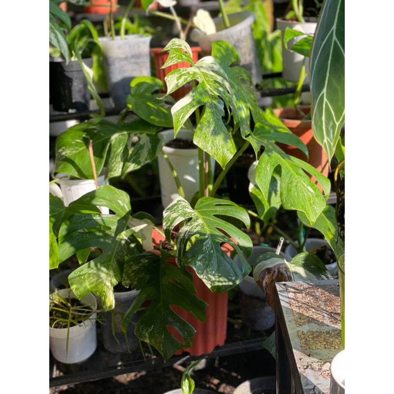 Jual monstera Variegata rimbun (10 daun) tams | Shopee Indonesia